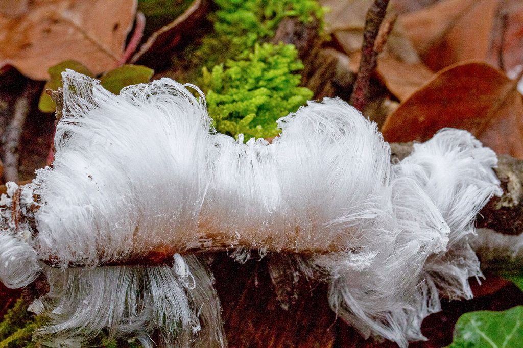 Weier Schimmel Wie Zuckerwatte